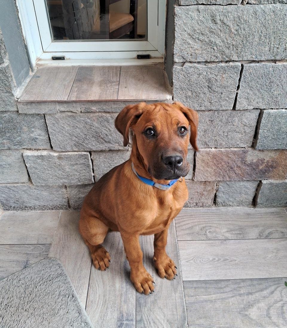 Se perdió Coco: su familia lo busca - Lu24